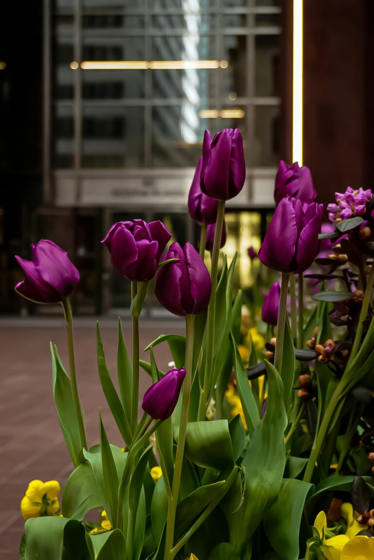 Economic Impact of Major Sports Leagues on Cities – SportsMinds